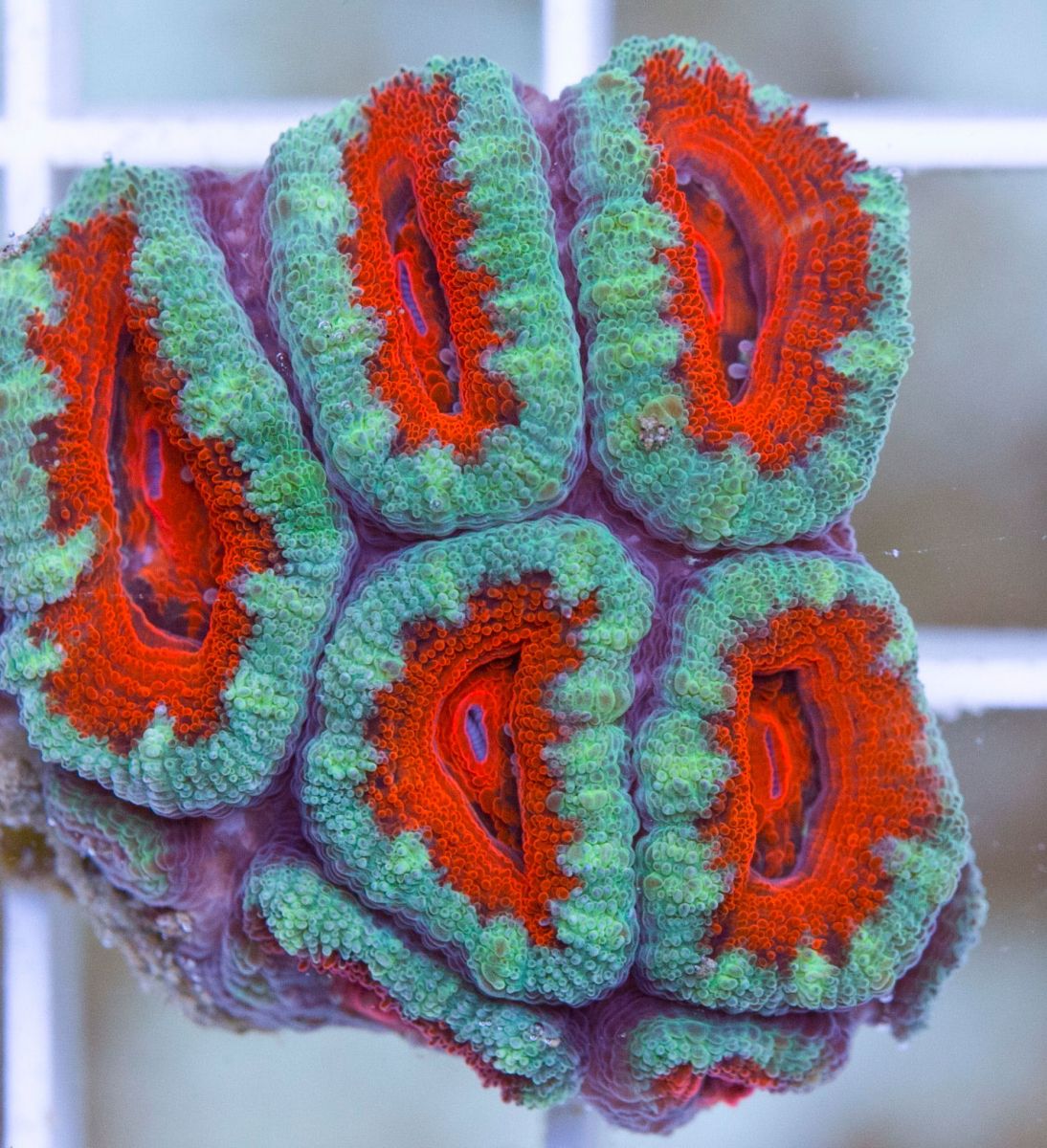 Acanthastrea - Livestock - Gallery - EleganceReef