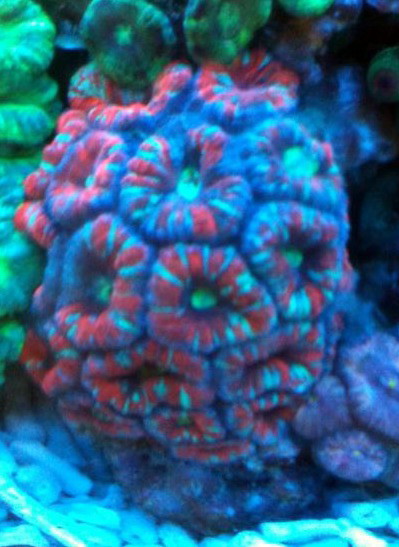 Pineapple coral 1 - Livestock - Gallery - EleganceReef